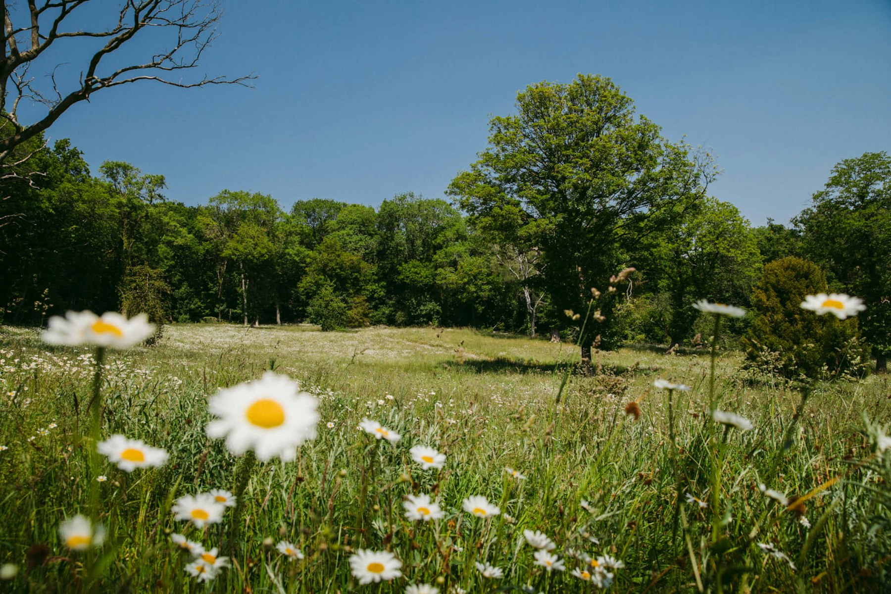 Wellbeing and prosperity for everyone through a healthy natural ...